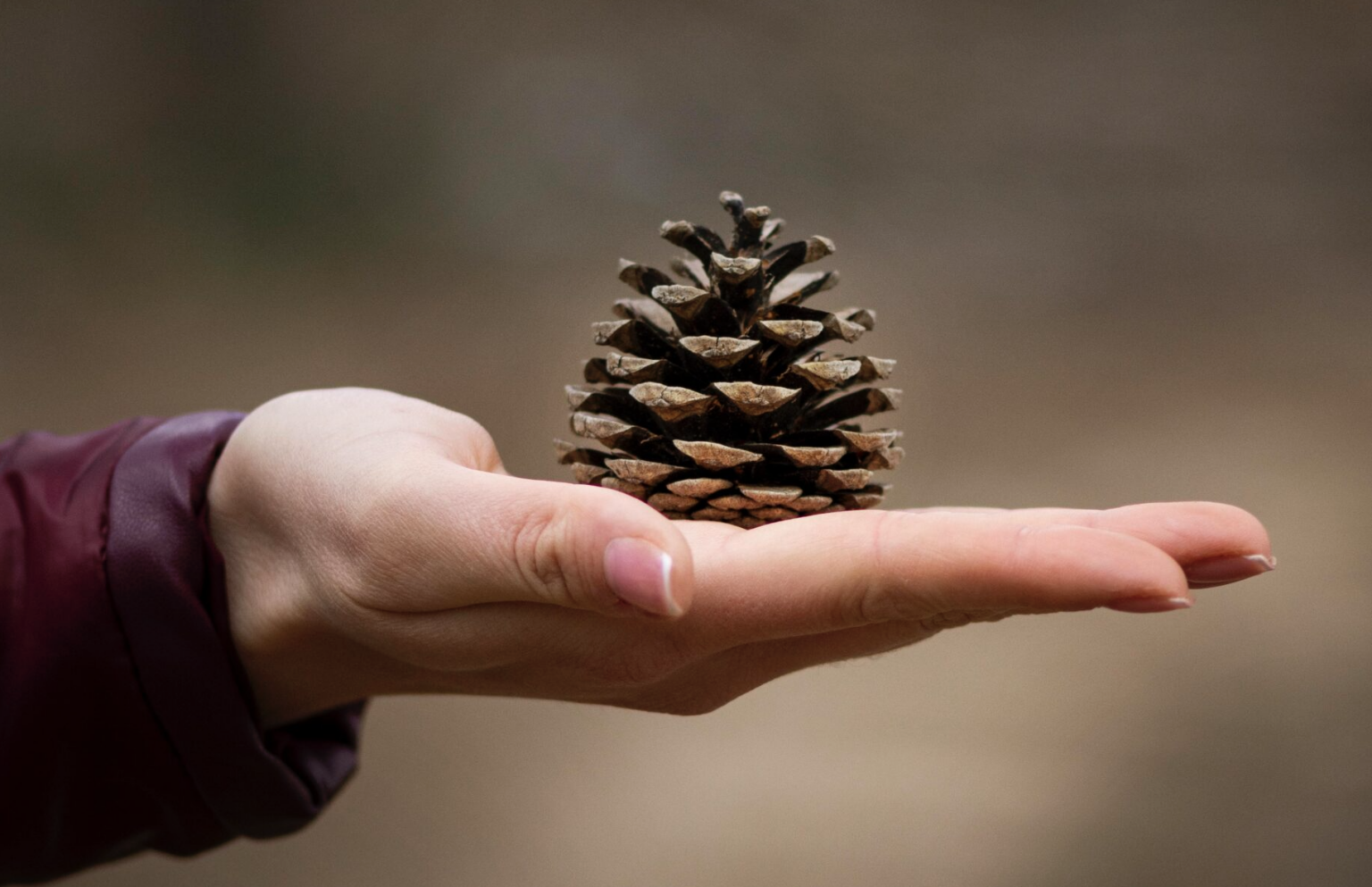 Om Bitus Sverige - Bitus.com